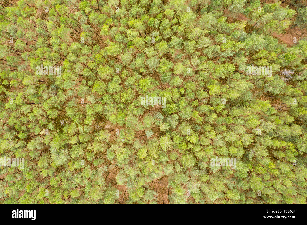 Aerial top view forest, Texture of forest view from above Stock Photo ...