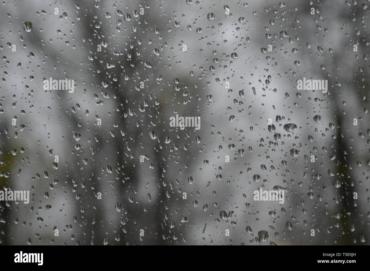Rain drops on the window with forest background Stock Photo - Alamy