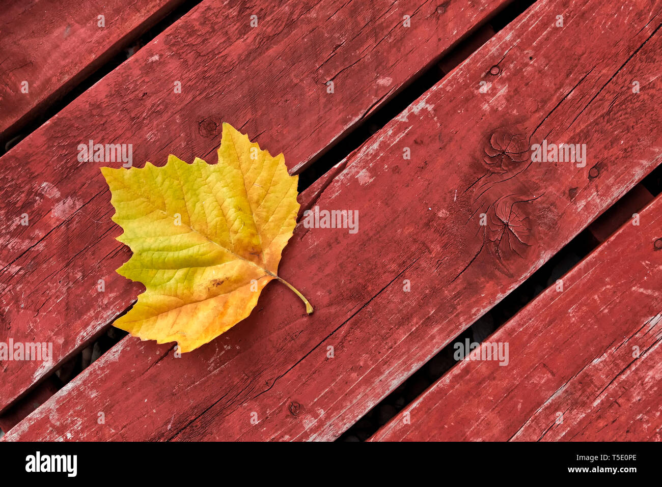 Red Sycamore Leaf High Resolution Stock Photography and Images - Alamy