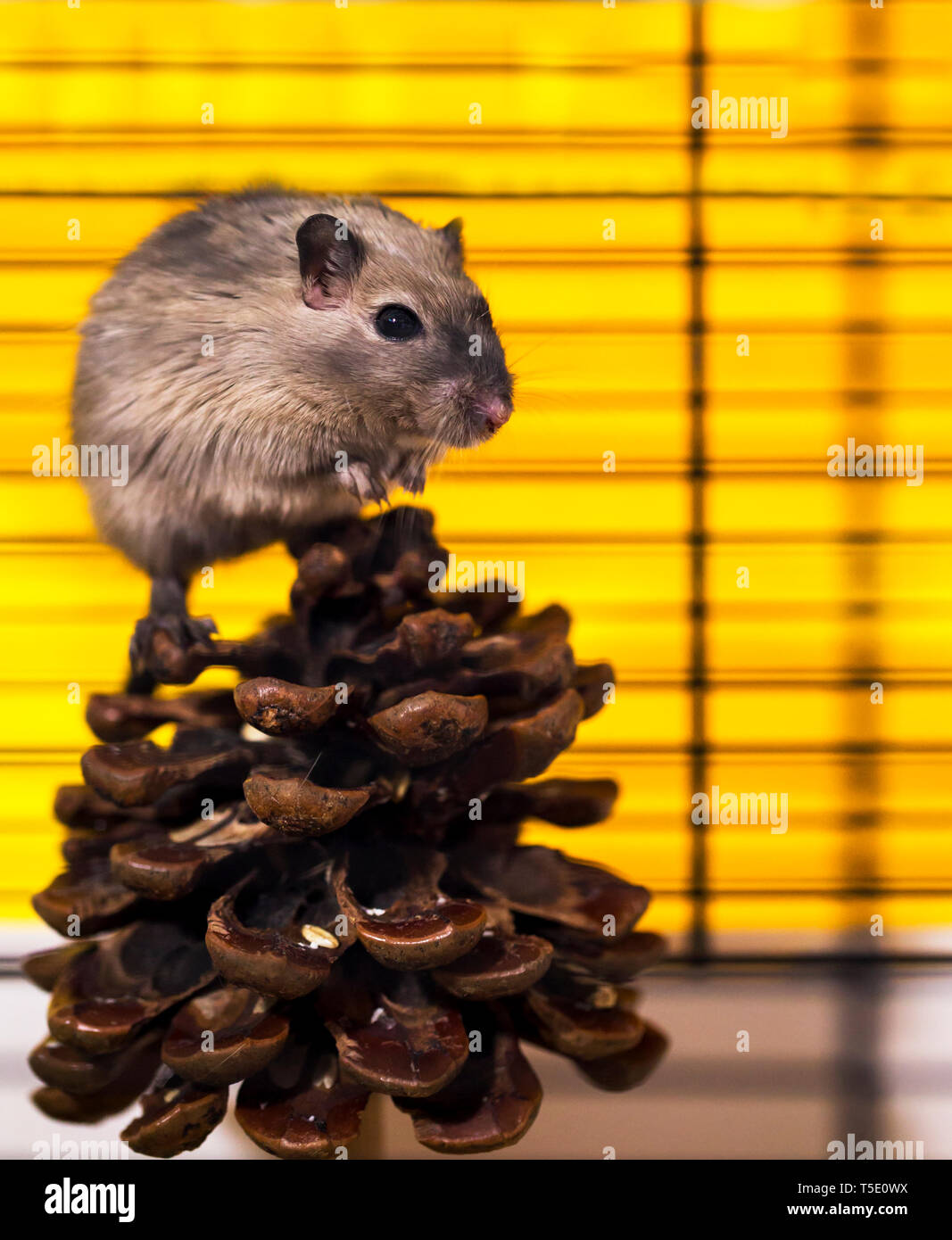 White gerbil hi-res stock photography and images - Alamy