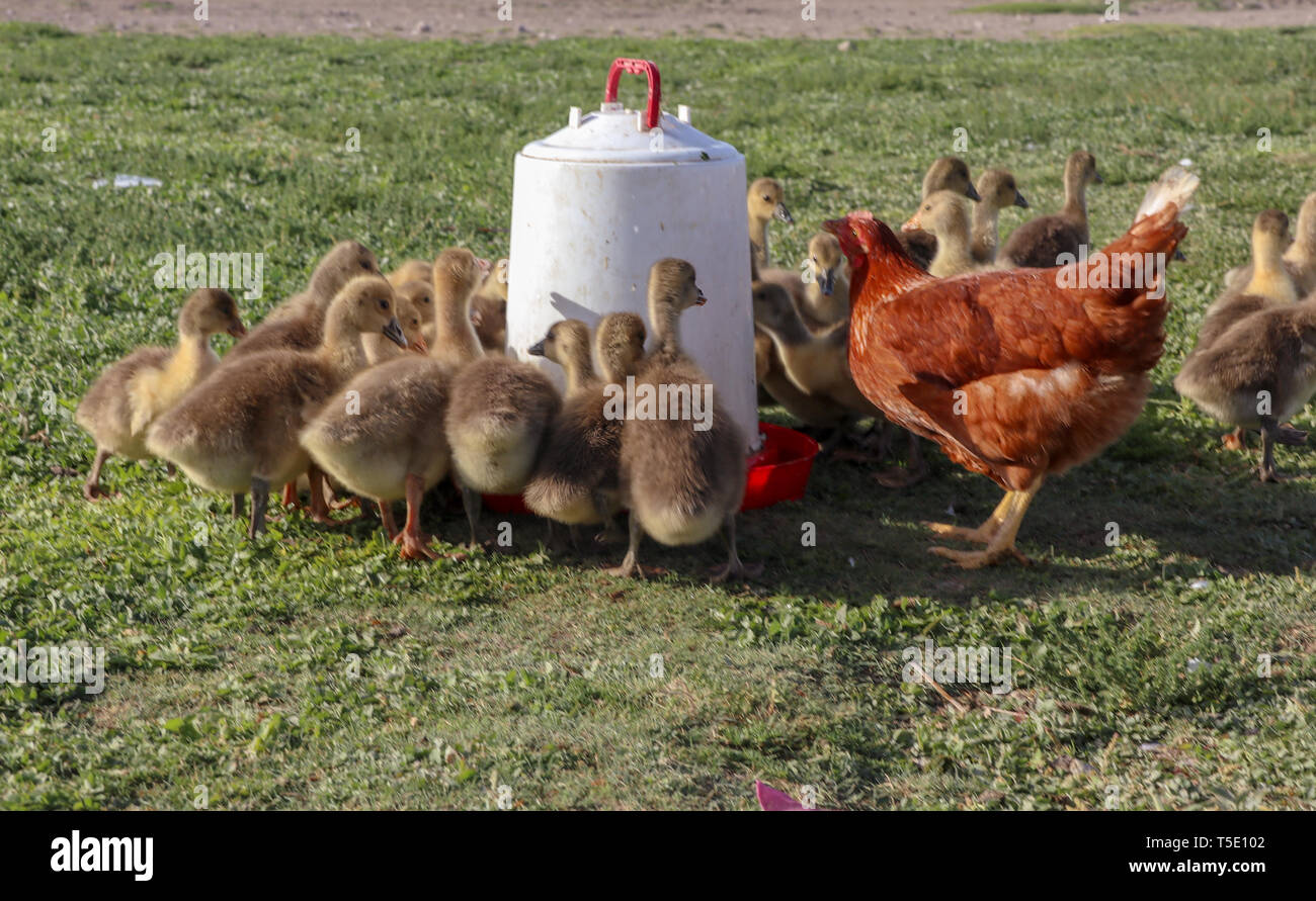 Chicken Drinking Water High Resolution Stock Photography and Images - Alamy