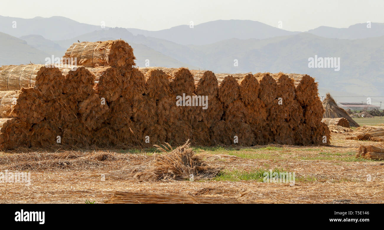 Harvesting reeds hi-res stock photography and images - Alamy