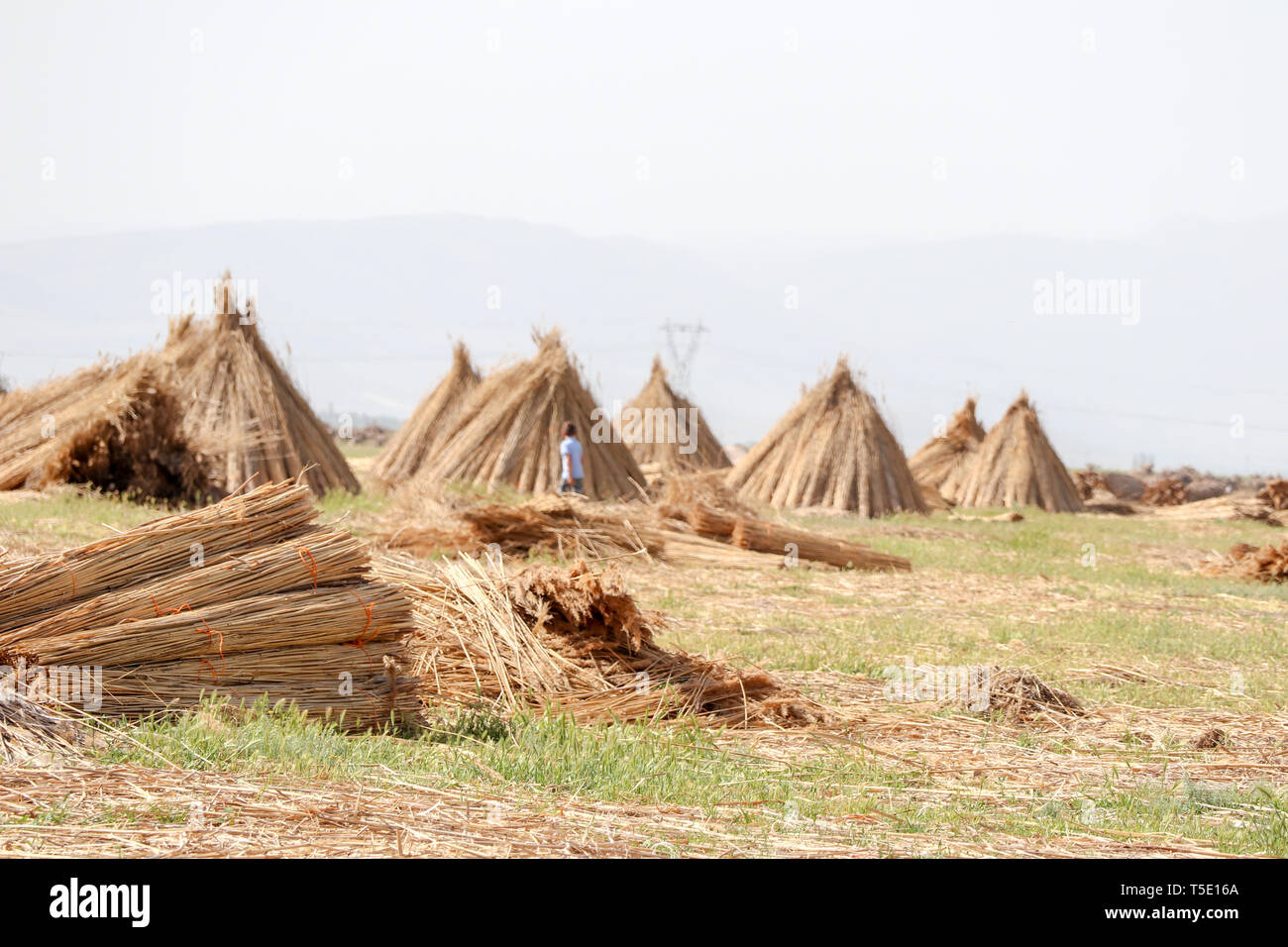 Dried reed stalks hi-res stock photography and images - Alamy