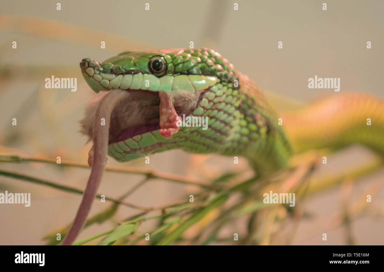Barons green racer snake hi-res stock photography and images - Alamy