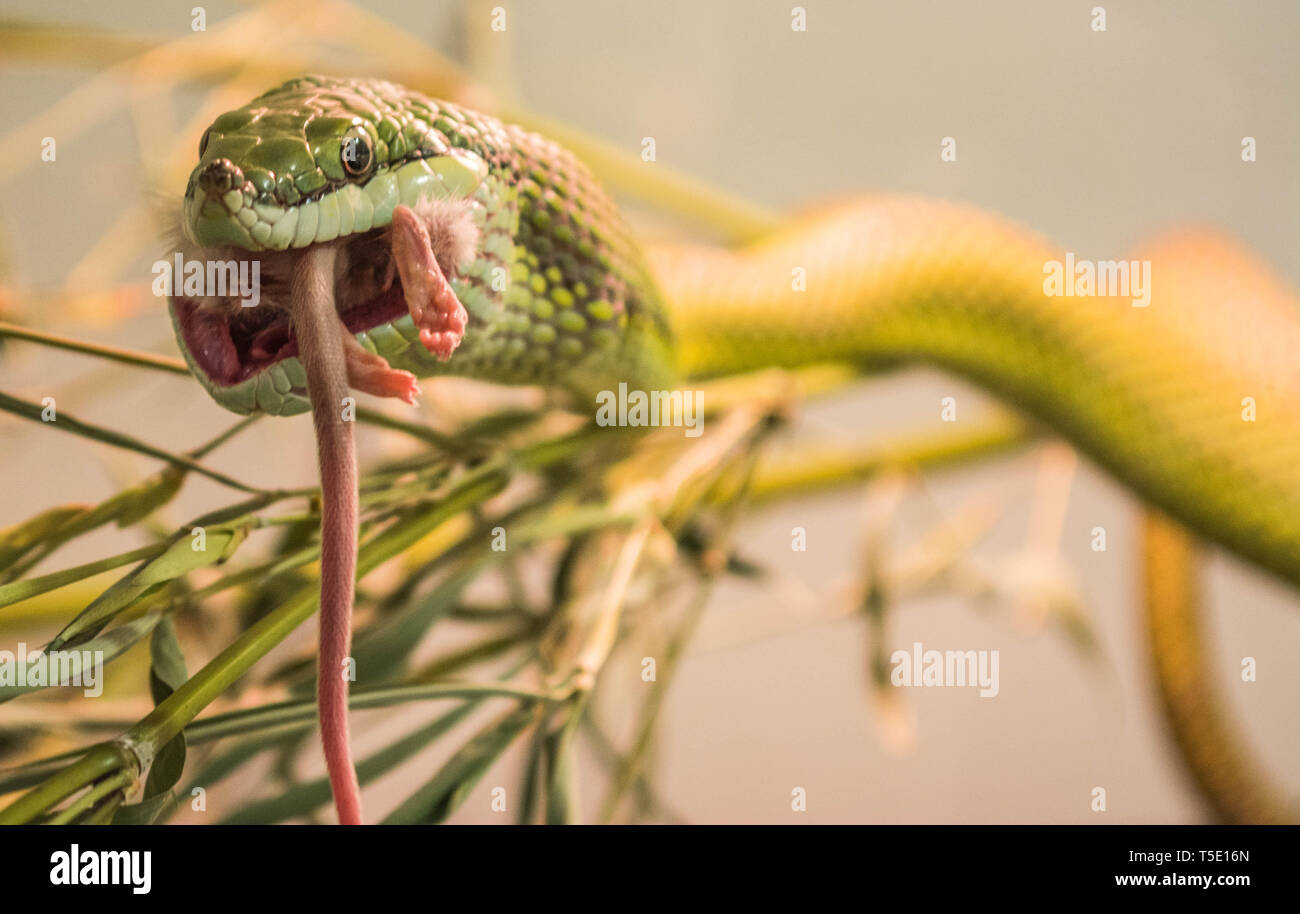 Snake feeding hi-res stock photography and images - Alamy
