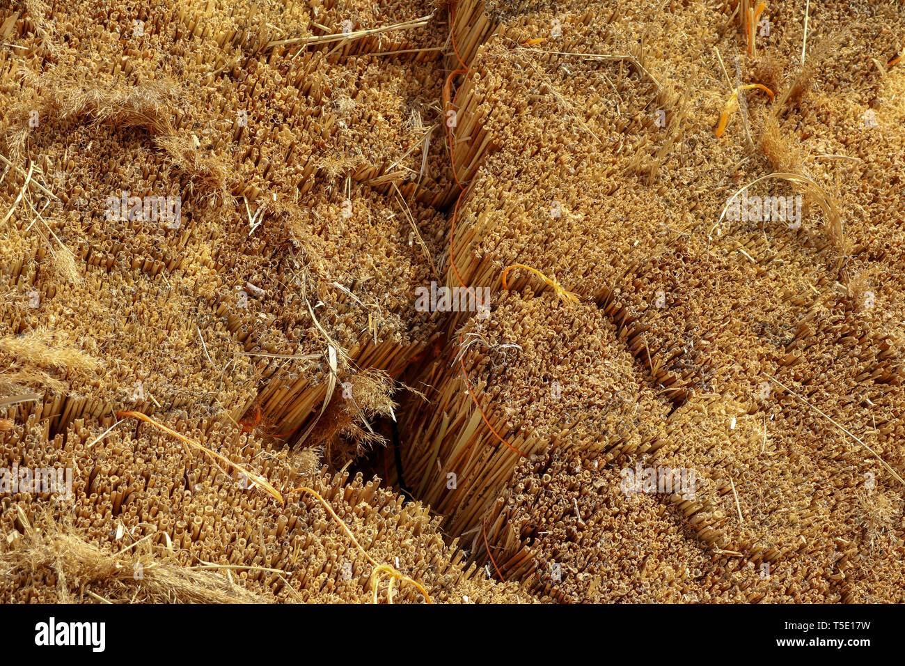 Dried reed stalks hi-res stock photography and images - Alamy