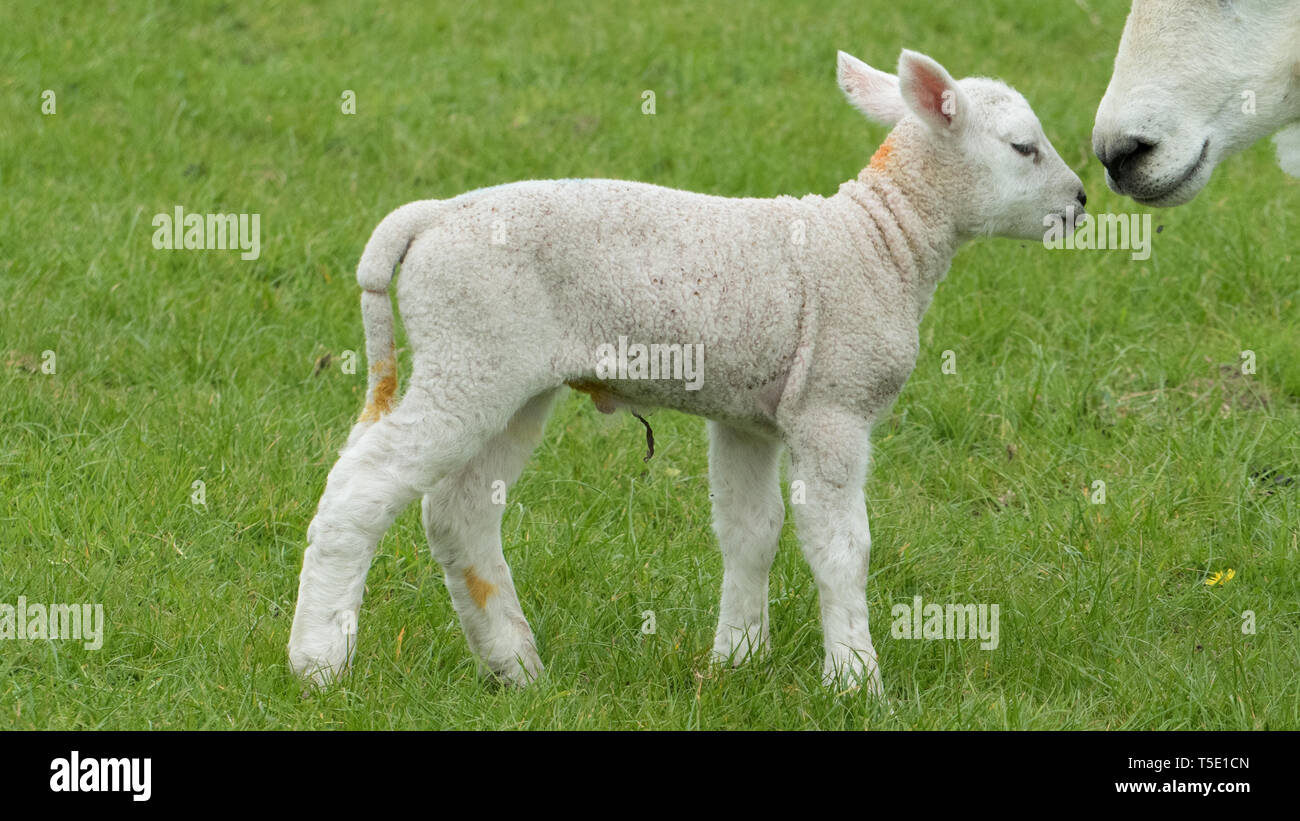 Lleyn Ewe High Resolution Stock Photography and Images - Alamy