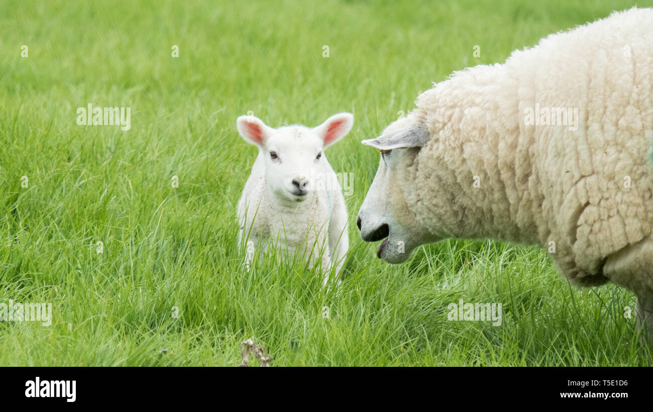 Lleyn Ewe High Resolution Stock Photography and Images - Alamy