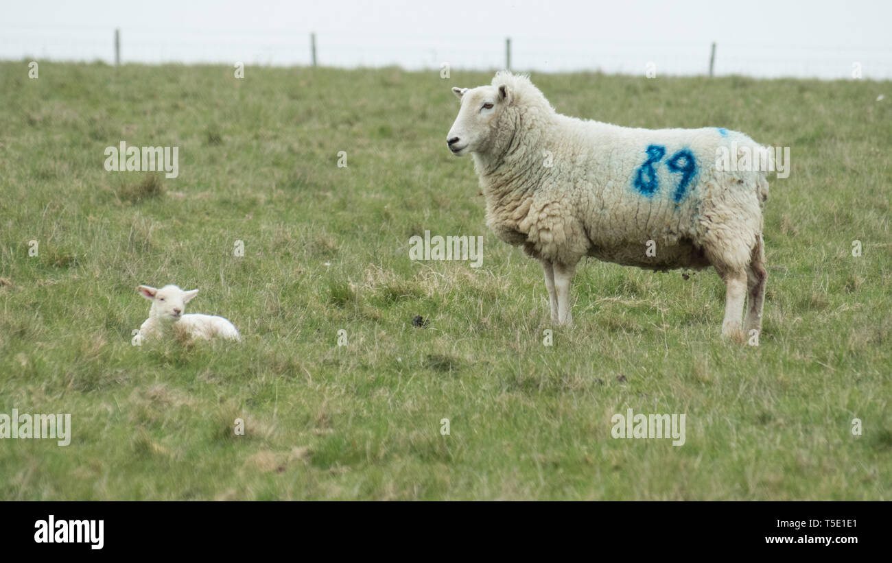 Lleyn ewe hi-res stock photography and images - Alamy