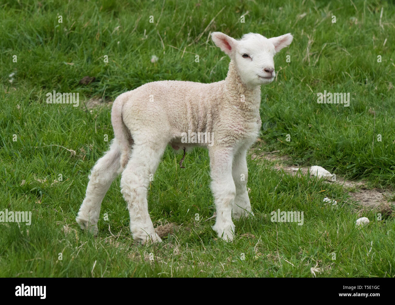 Lamb on a Wiltshire farm Stock Photo - Alamy