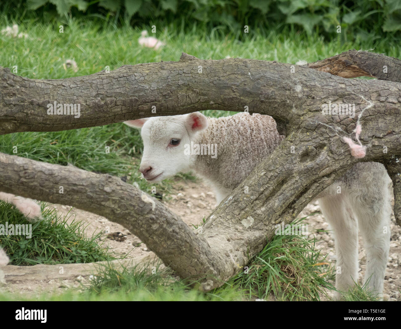 Lamb on a Wiltshire farm, peeping through branches of a dead tree Stock ...