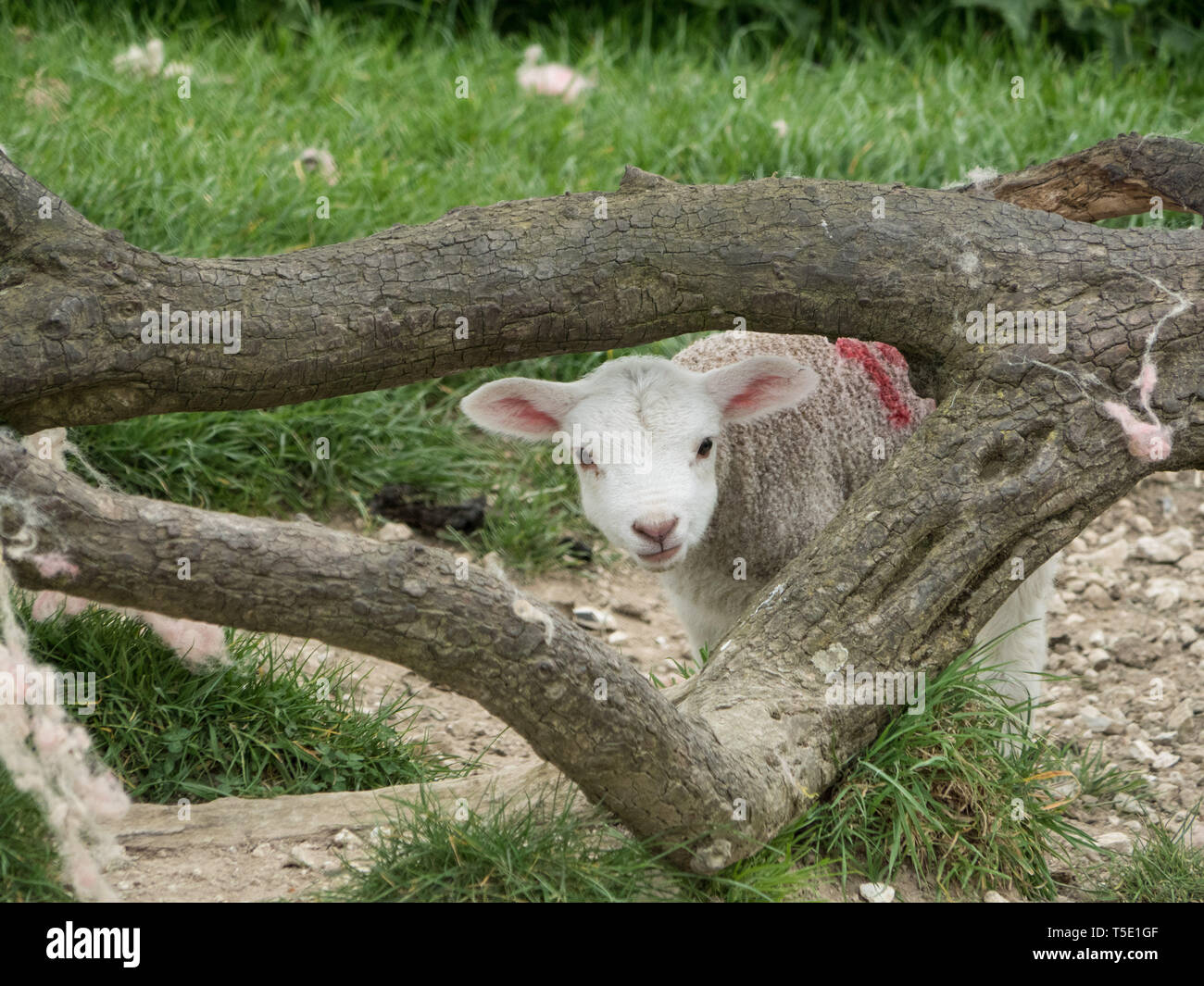 Lamb on a Wiltshire farm, peeping through branches of a dead tree Stock ...