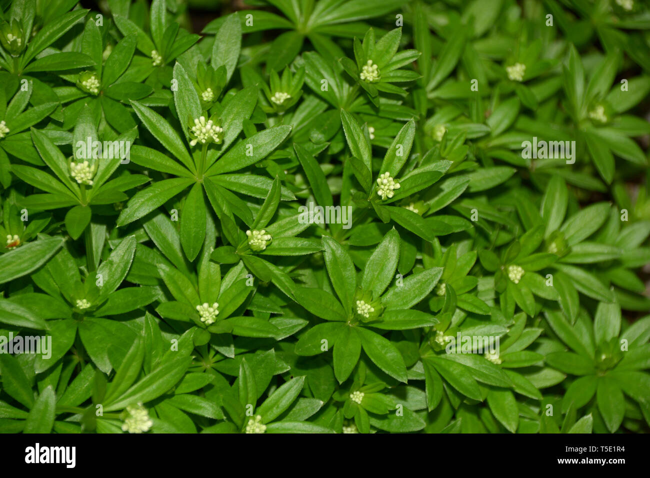woodruff or galium odoratum with little white blossoms planted in the ...