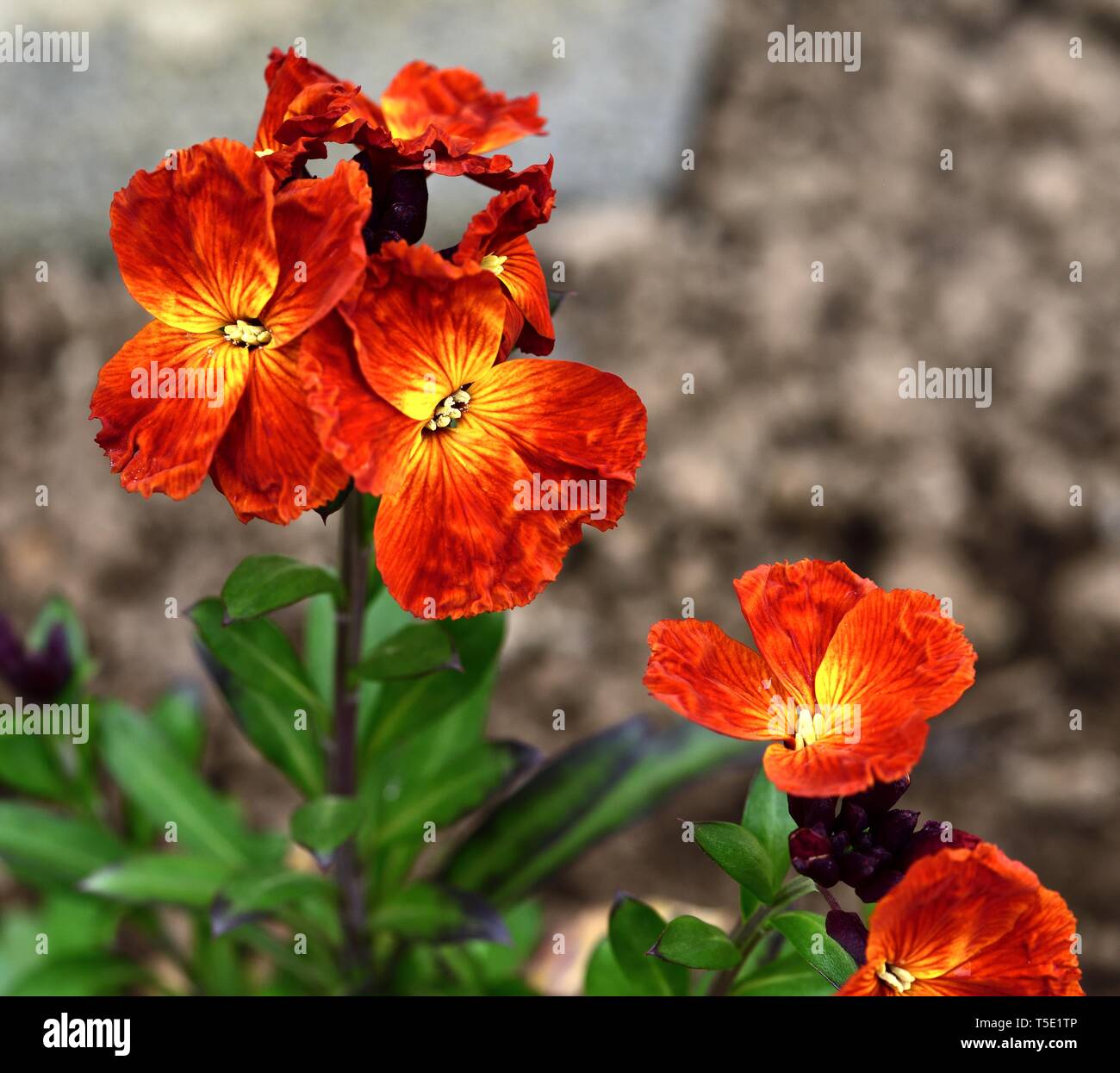 Wallflower closeup hi-res stock photography and images - Alamy