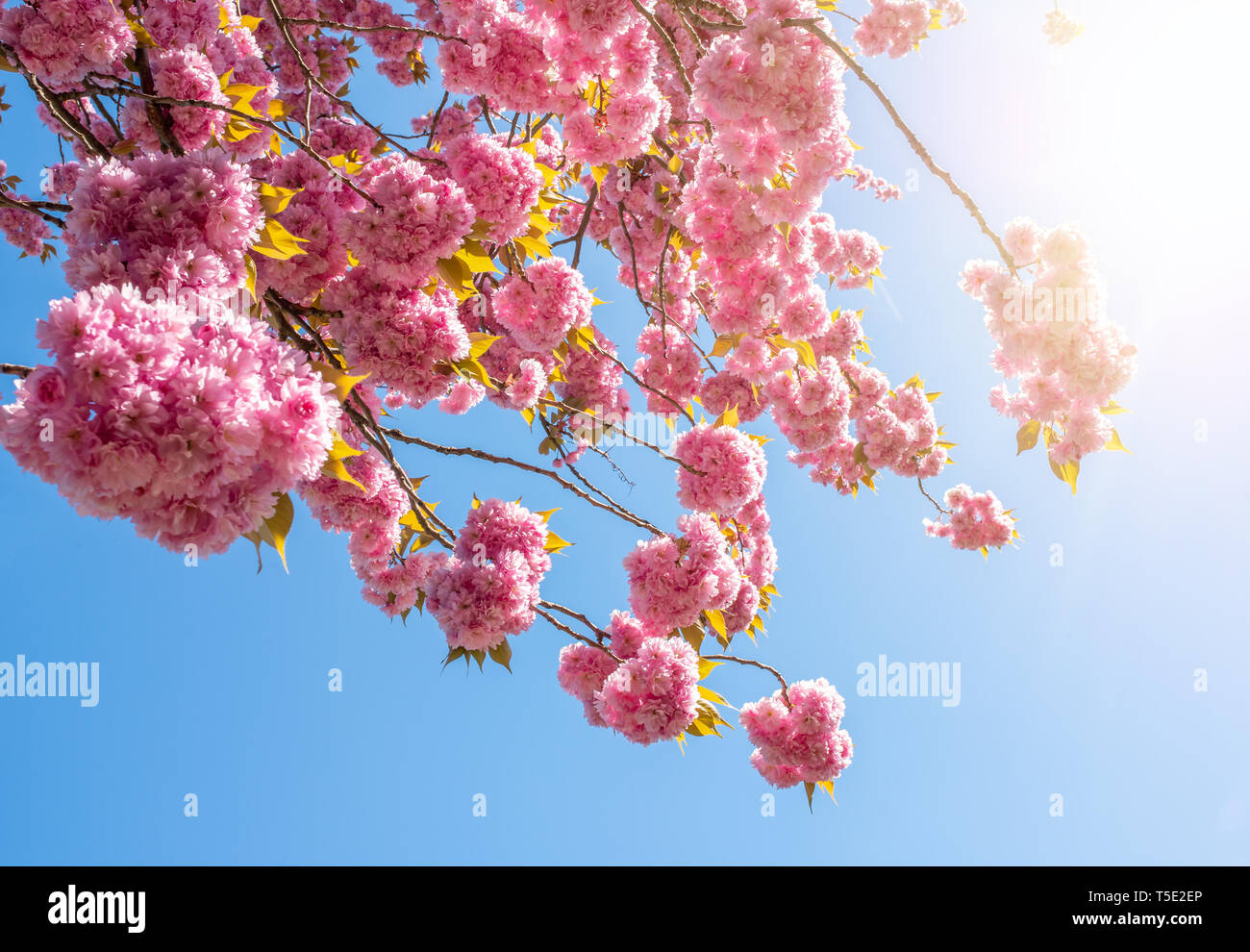 Prunus serrulata hi-res stock photography and images - Alamy