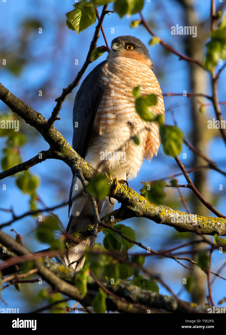 Male Sparrow Hawk Stock Photo - Alamy