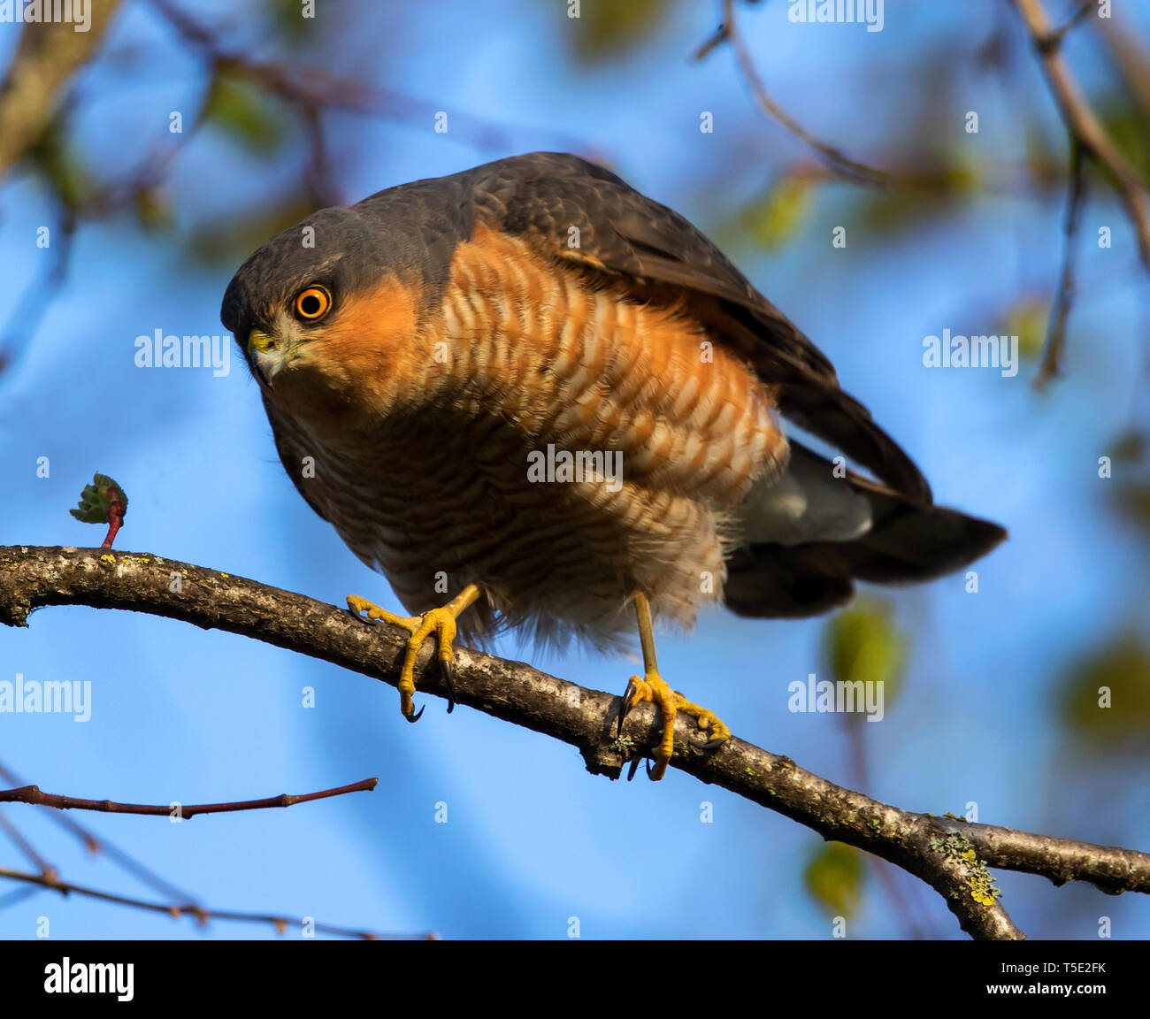 Male Sparrow Hawk Stock Photo - Alamy