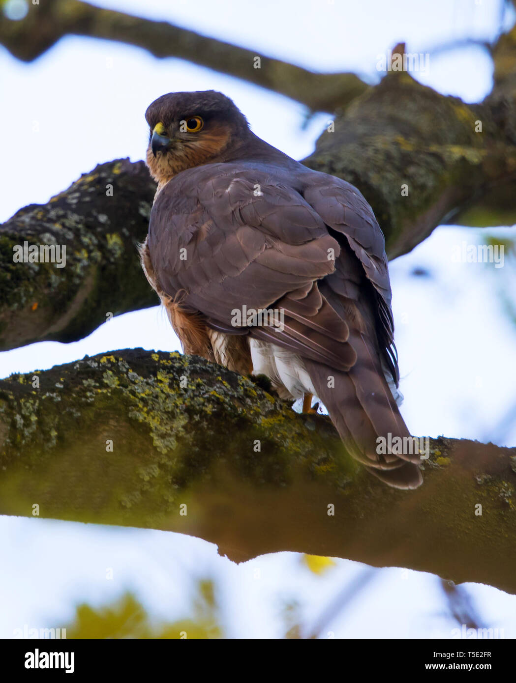 Female Sparrow Hawk Stock Photo - Alamy