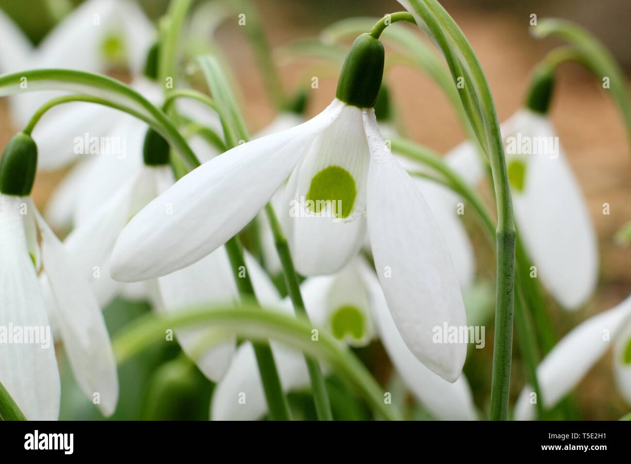 Galanthus 'Bill Bishop'. Large flowers of Bill Bishop snowdrop ...
