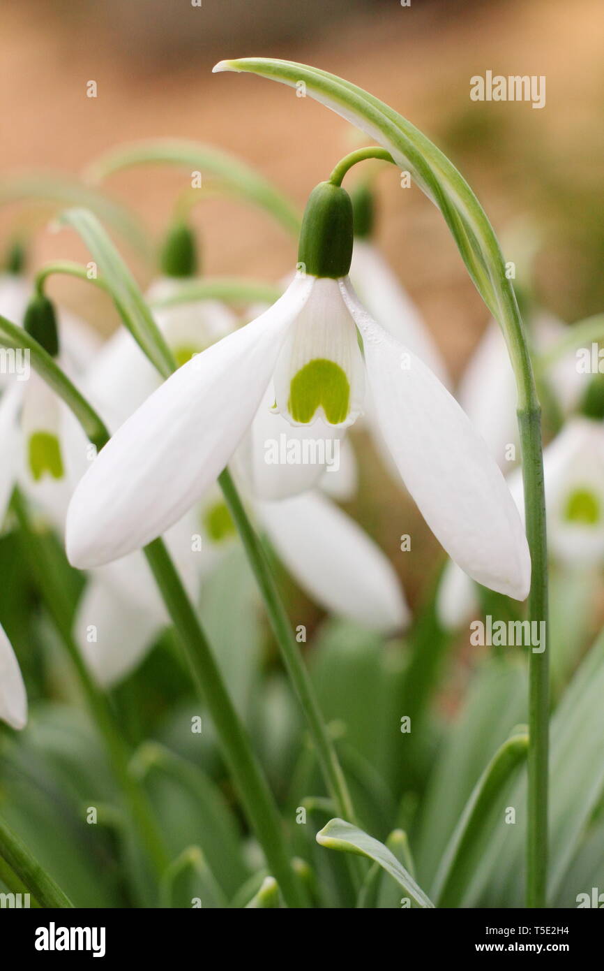Galanthus 'Bill Bishop'. Large flowers of Bill Bishop snowdrop ...