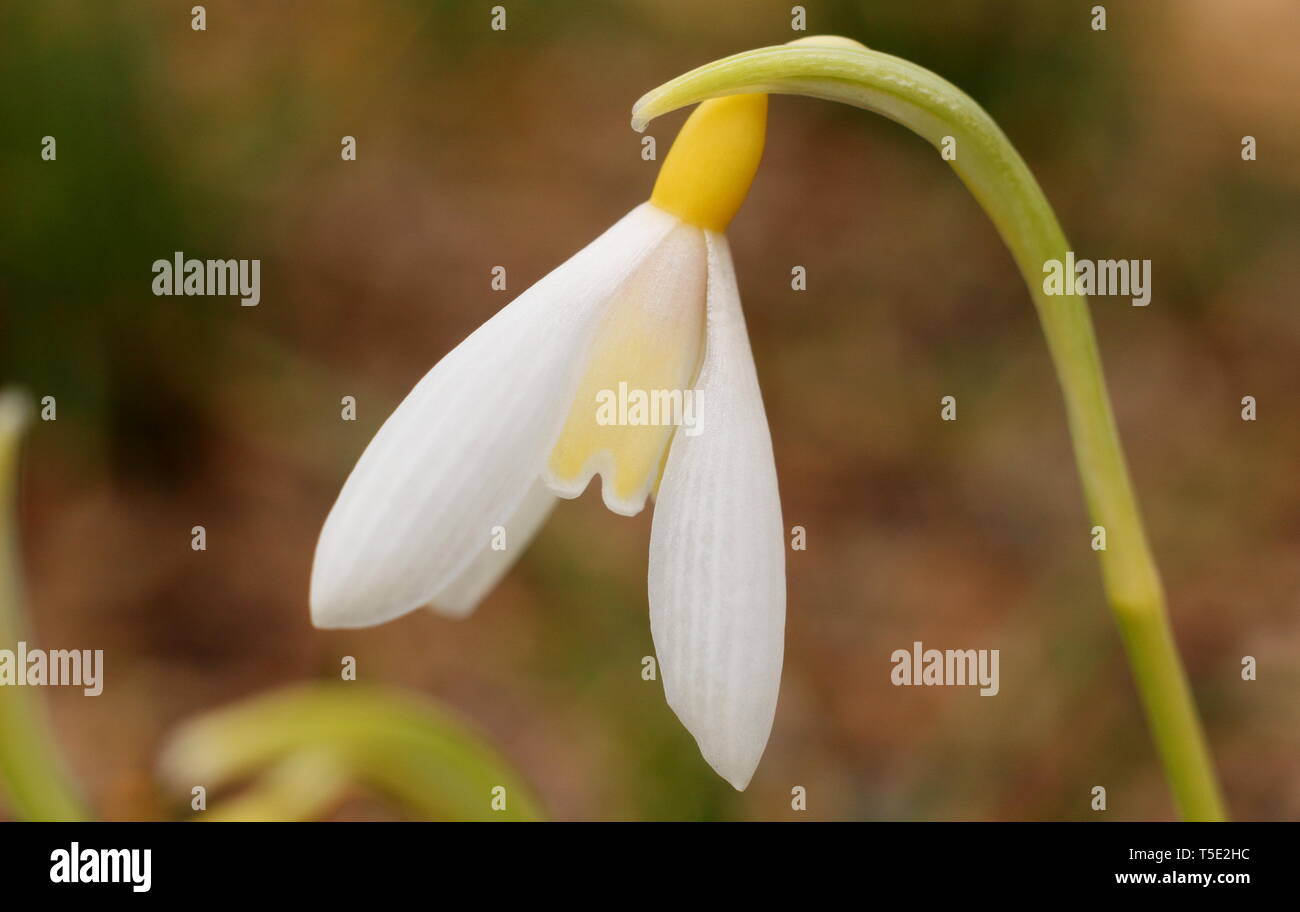 Gold snowdrops hi-res stock photography and images - Alamy