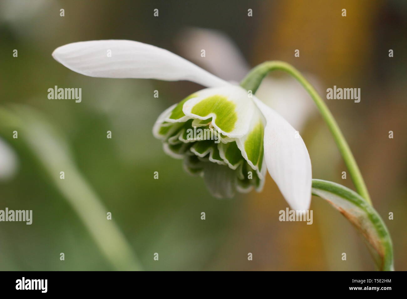 Galanthus greatorex double snowdrop hi-res stock photography and images ...