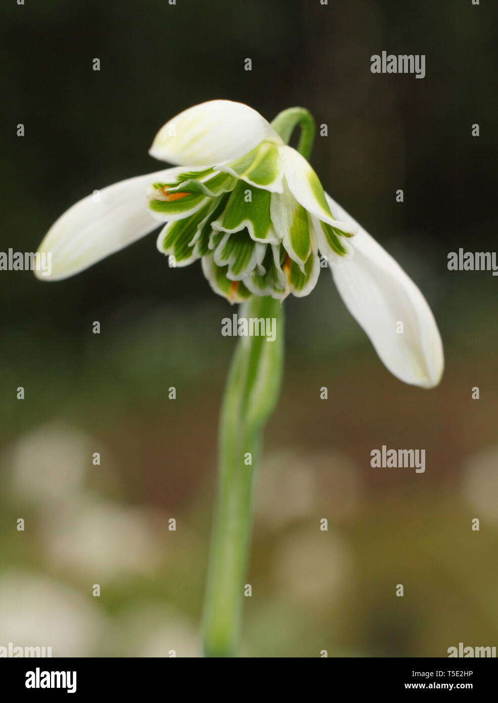 Galanthus greatorex double snowdrop hi-res stock photography and images ...