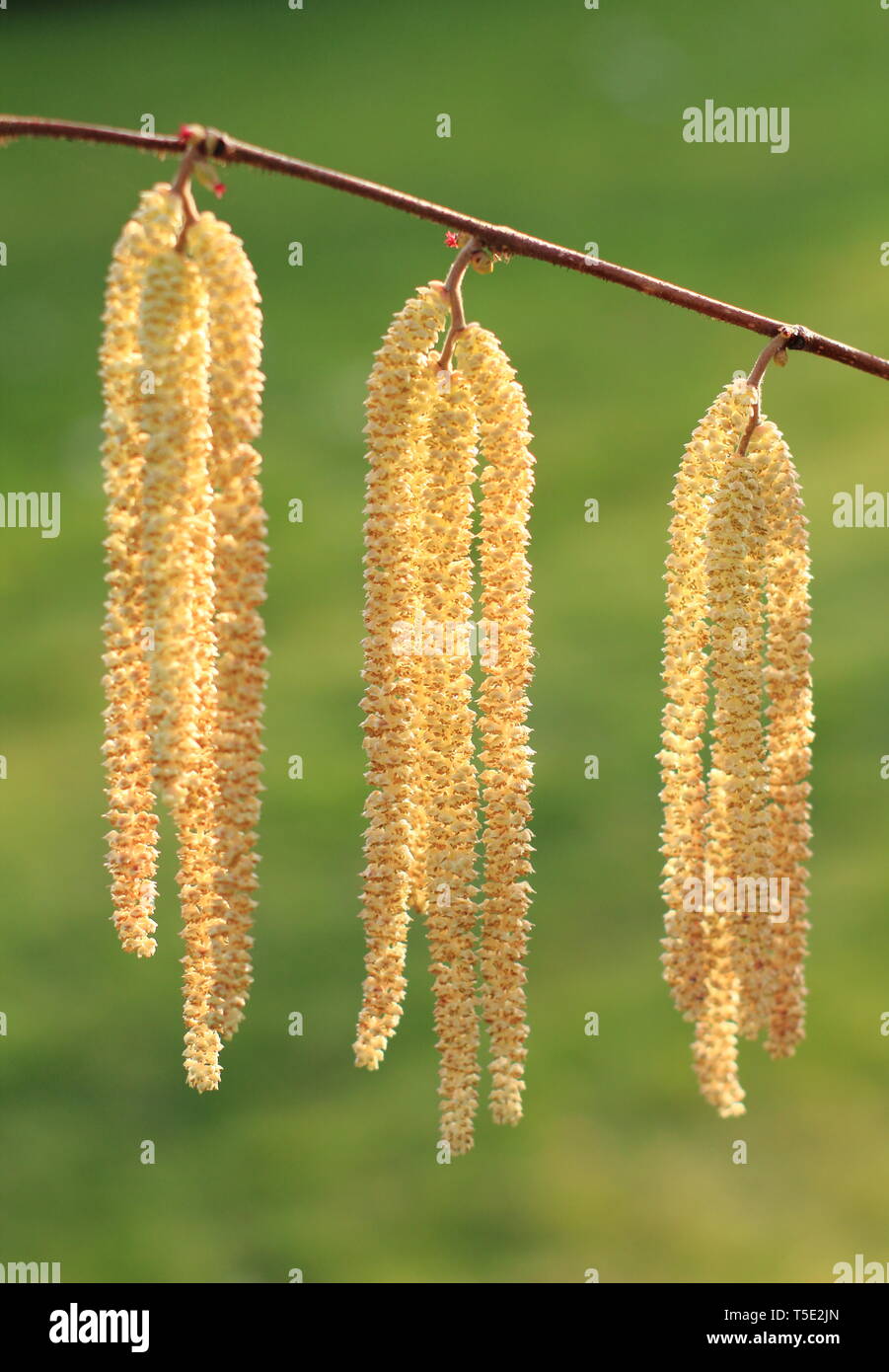 Hazelnut catkins hi-res stock photography and images - Alamy