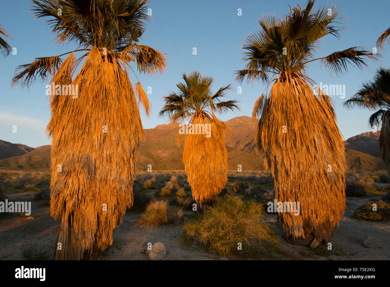 Washingtonia filifera palm trees hi-res stock photography and images ...