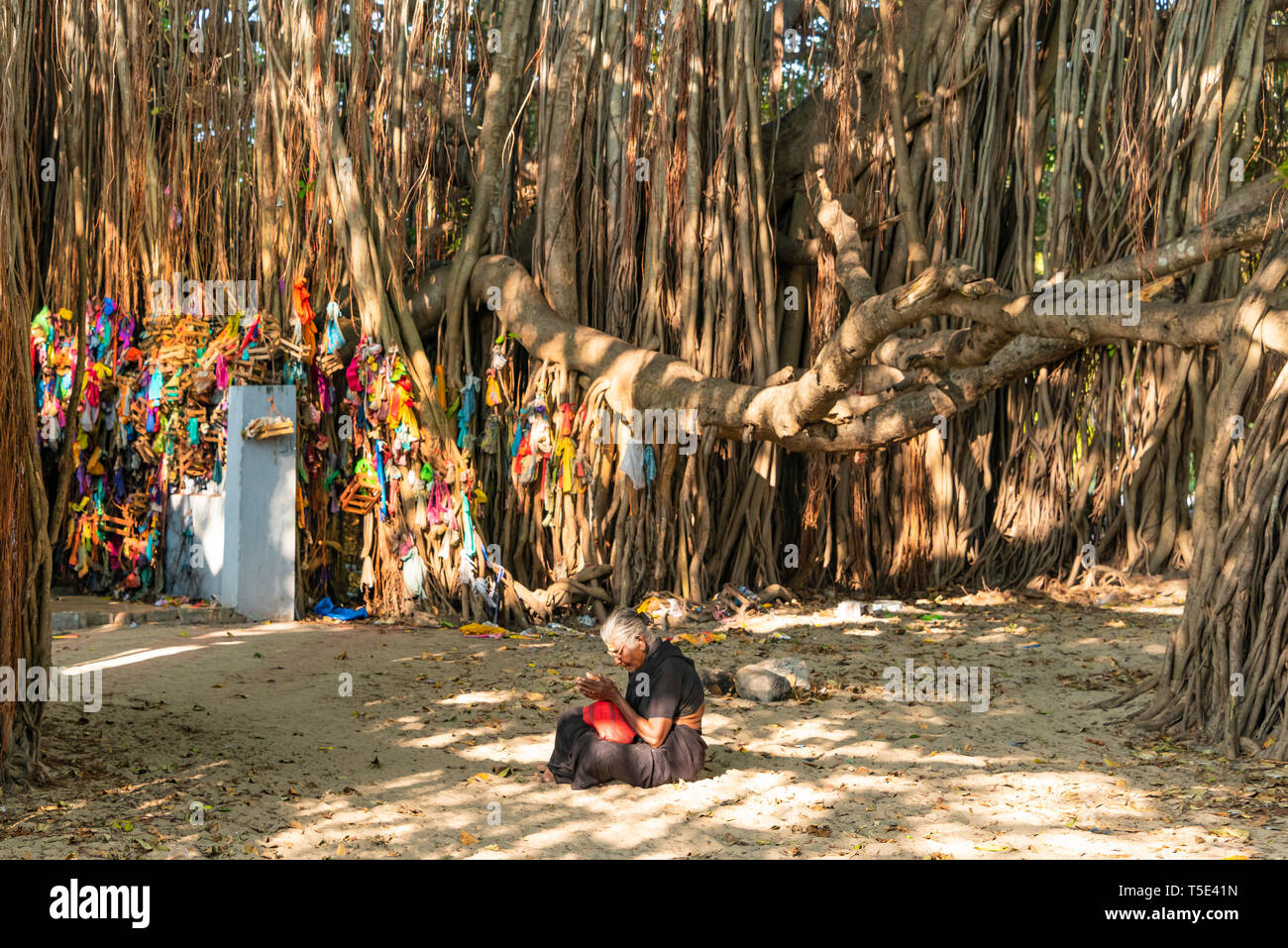 Horizontal view of an old lady praying at a wishing tree in Rameswaram ...