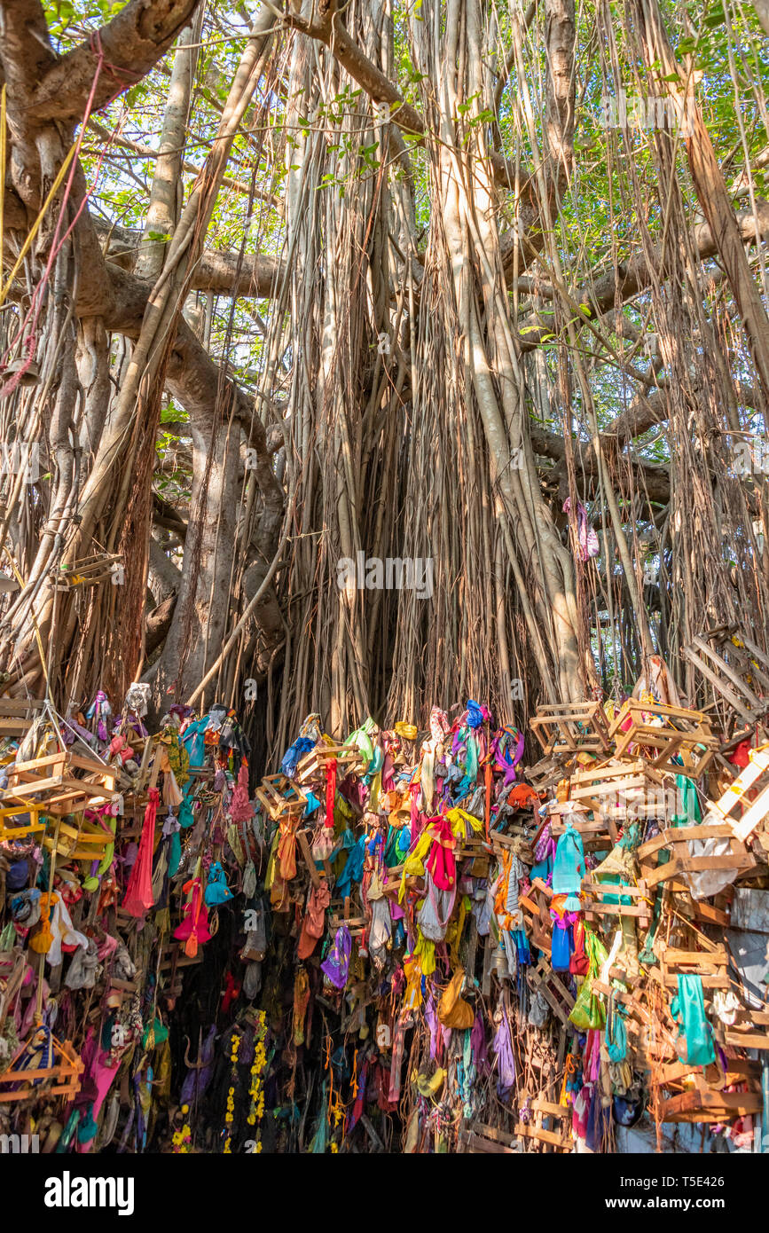 Banyan tree hanging roots hi-res stock photography and images - Alamy