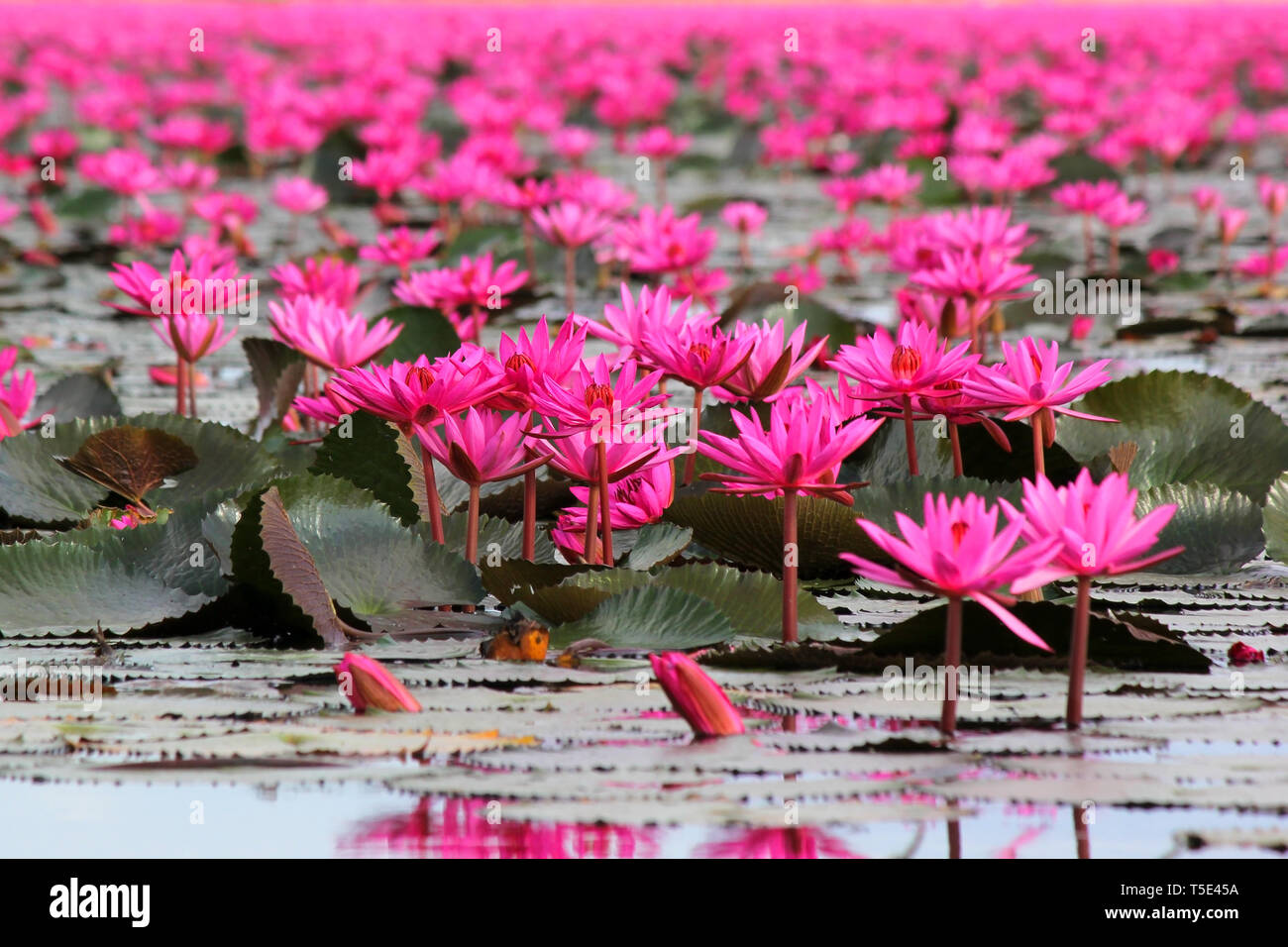 Red Lotus Flower In Pond