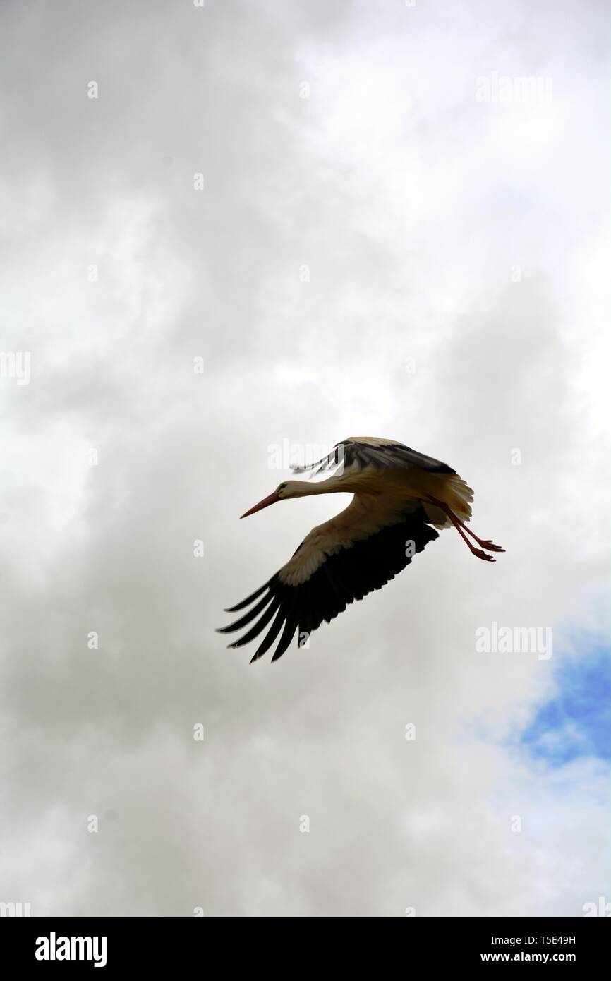 Beautiful stork bird flying hi-res stock photography and images - Alamy