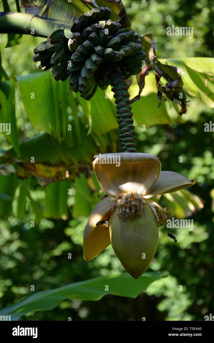 bananas hanging from the tree Stock Photo - Alamy