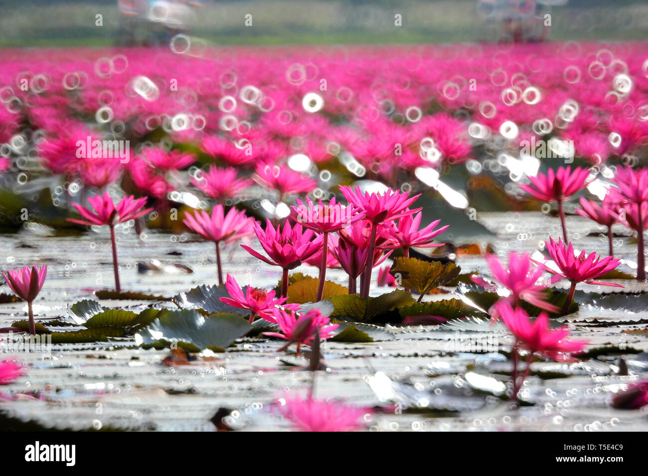 Fresh lotus flower hi-res stock photography and images - Alamy
