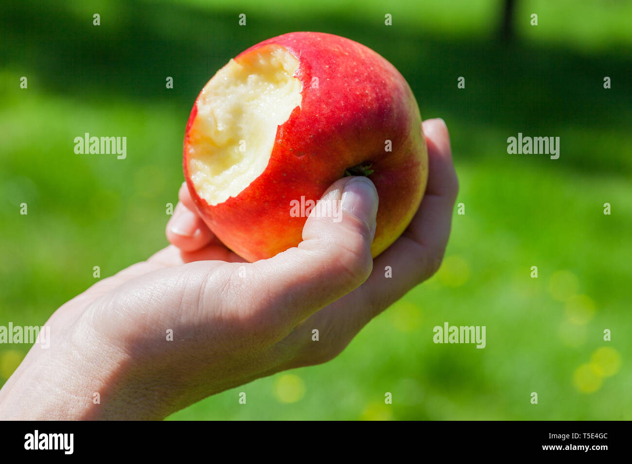 A womans hand holding an apple outdoors Stock Photo - Alamy
