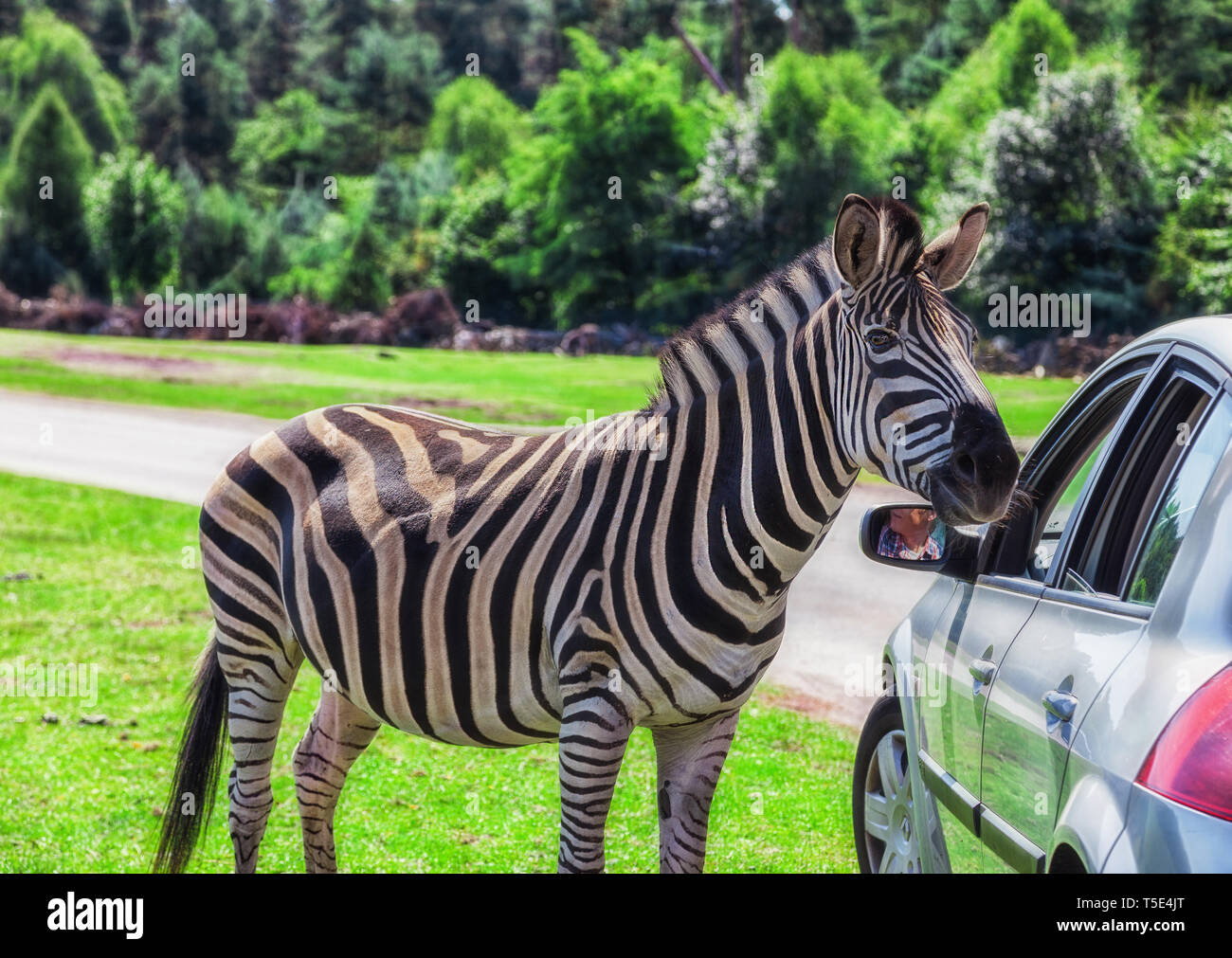 Car grass stripes hi-res stock photography and images - Alamy