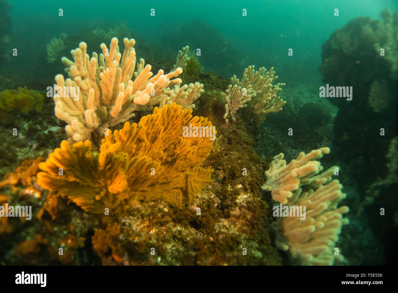 Gorgonia corals in the temperate waters of San Esteban island while ...