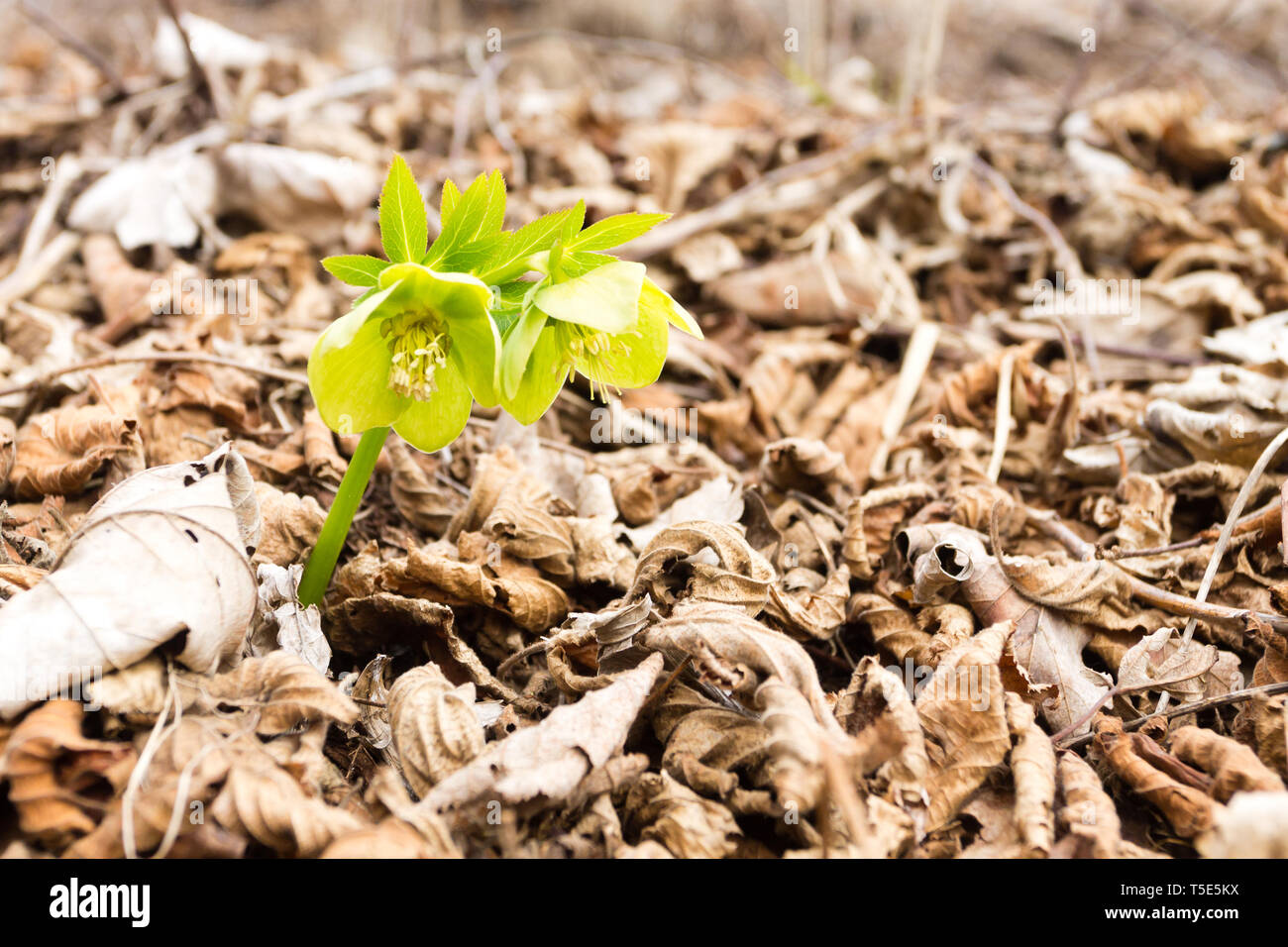 Hellebore flower in woodland close up, nature background. Wild flower ...