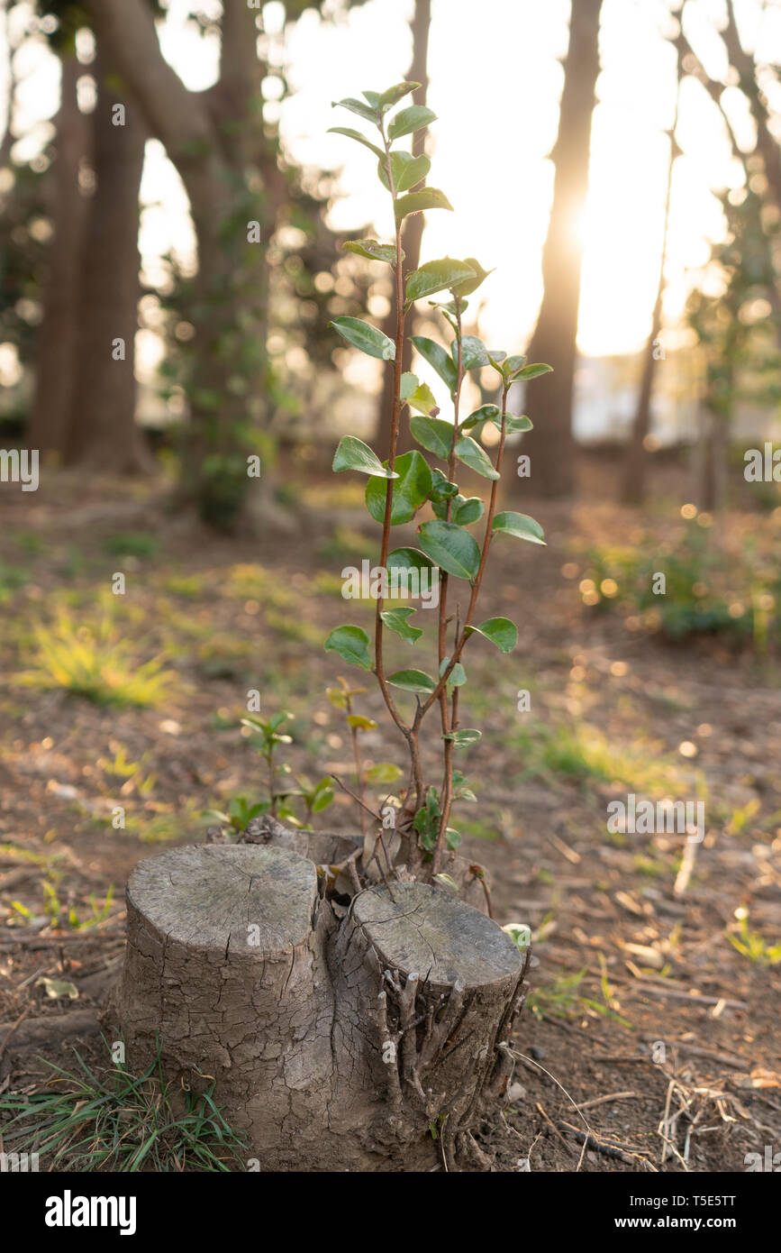 New leaf born forest hi-res stock photography and images - Alamy