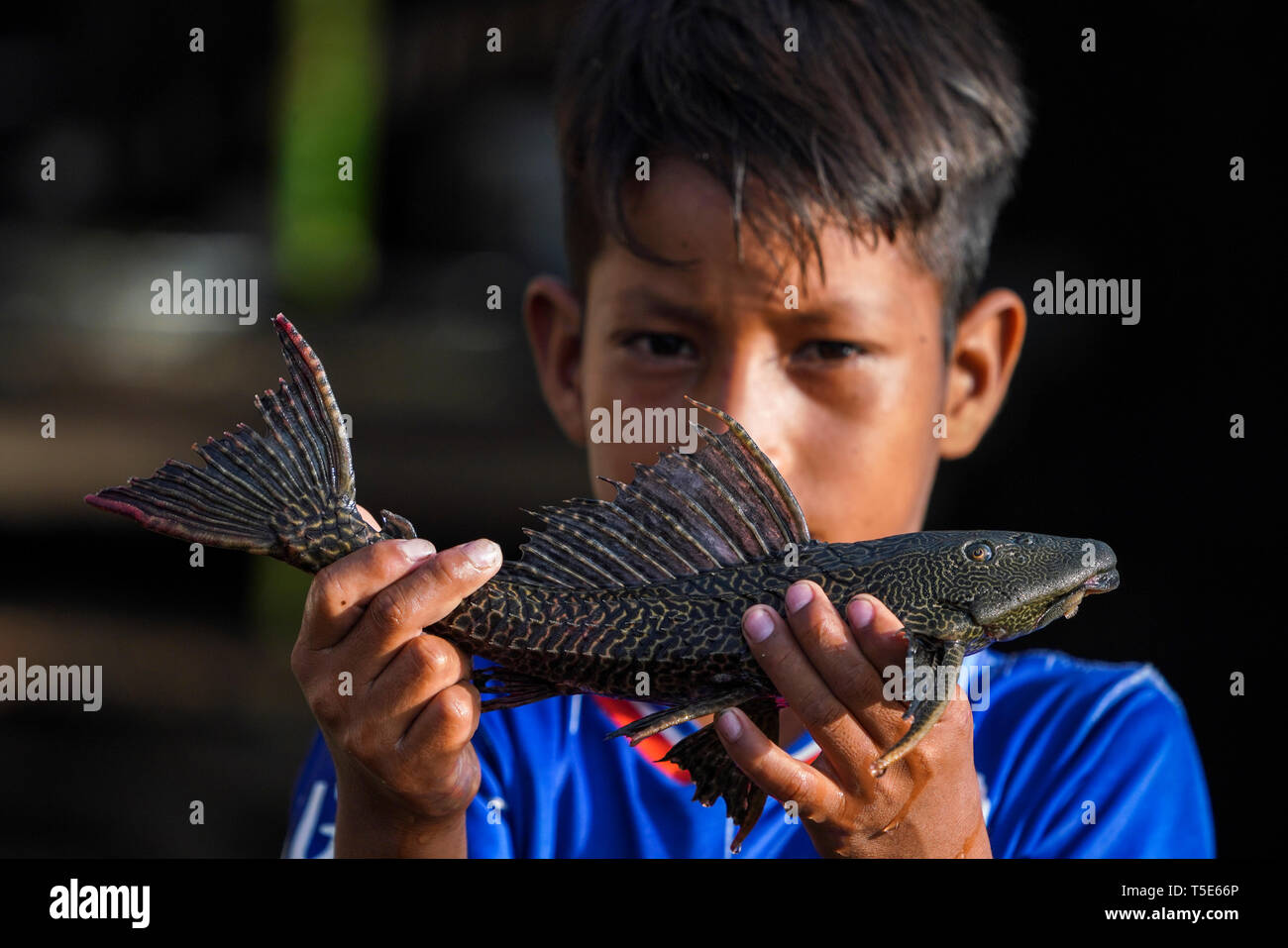 Catfish anatomy hi-res stock photography and images - Alamy