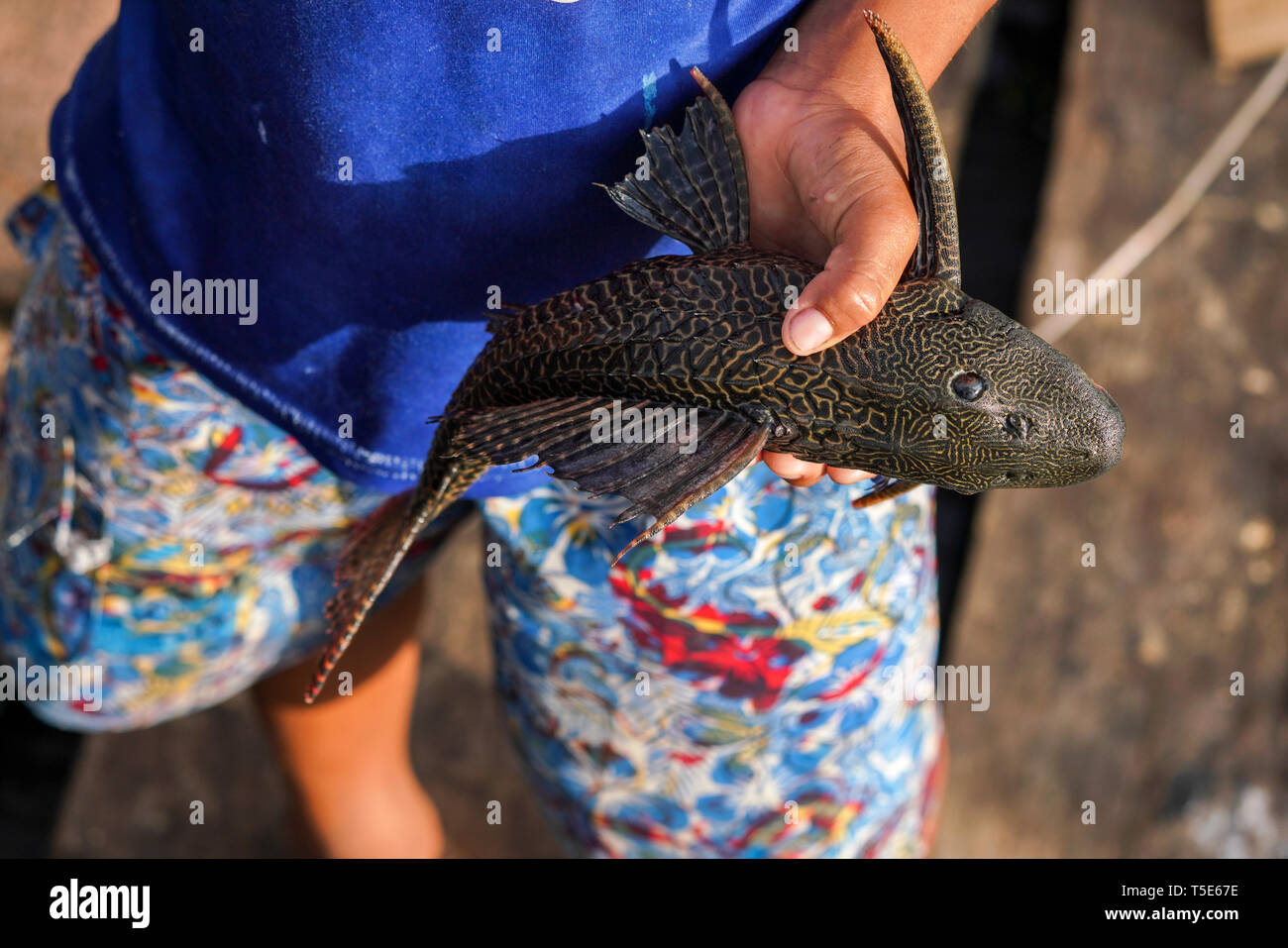 Catfish anatomy hi-res stock photography and images - Alamy