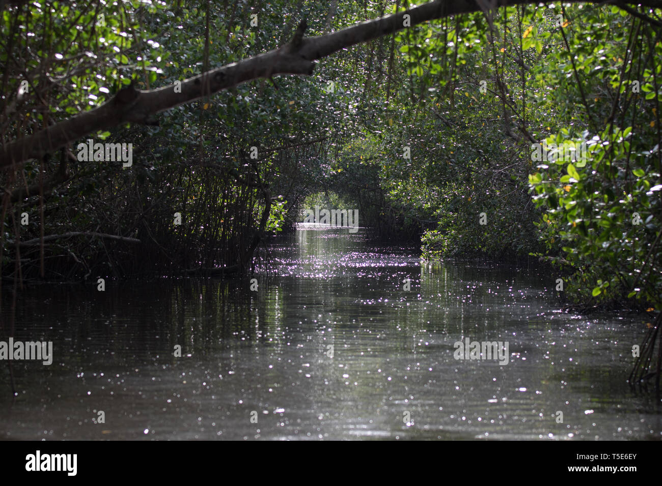 Trinidad And Tobago Bird Sanctuary Caroni swamp Stock Photo - Alamy