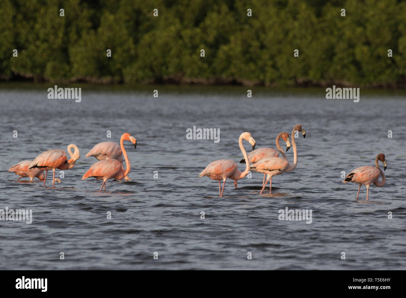 Trinidad And Tobago Bird Sanctuary Caroni swamp Stock Photo - Alamy