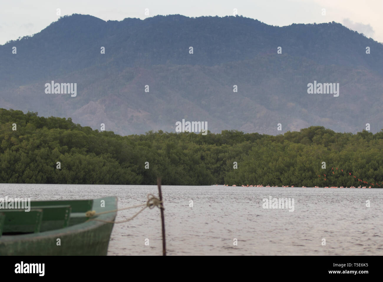 Trinidad And Tobago Bird Sanctuary Caroni swamp Stock Photo - Alamy