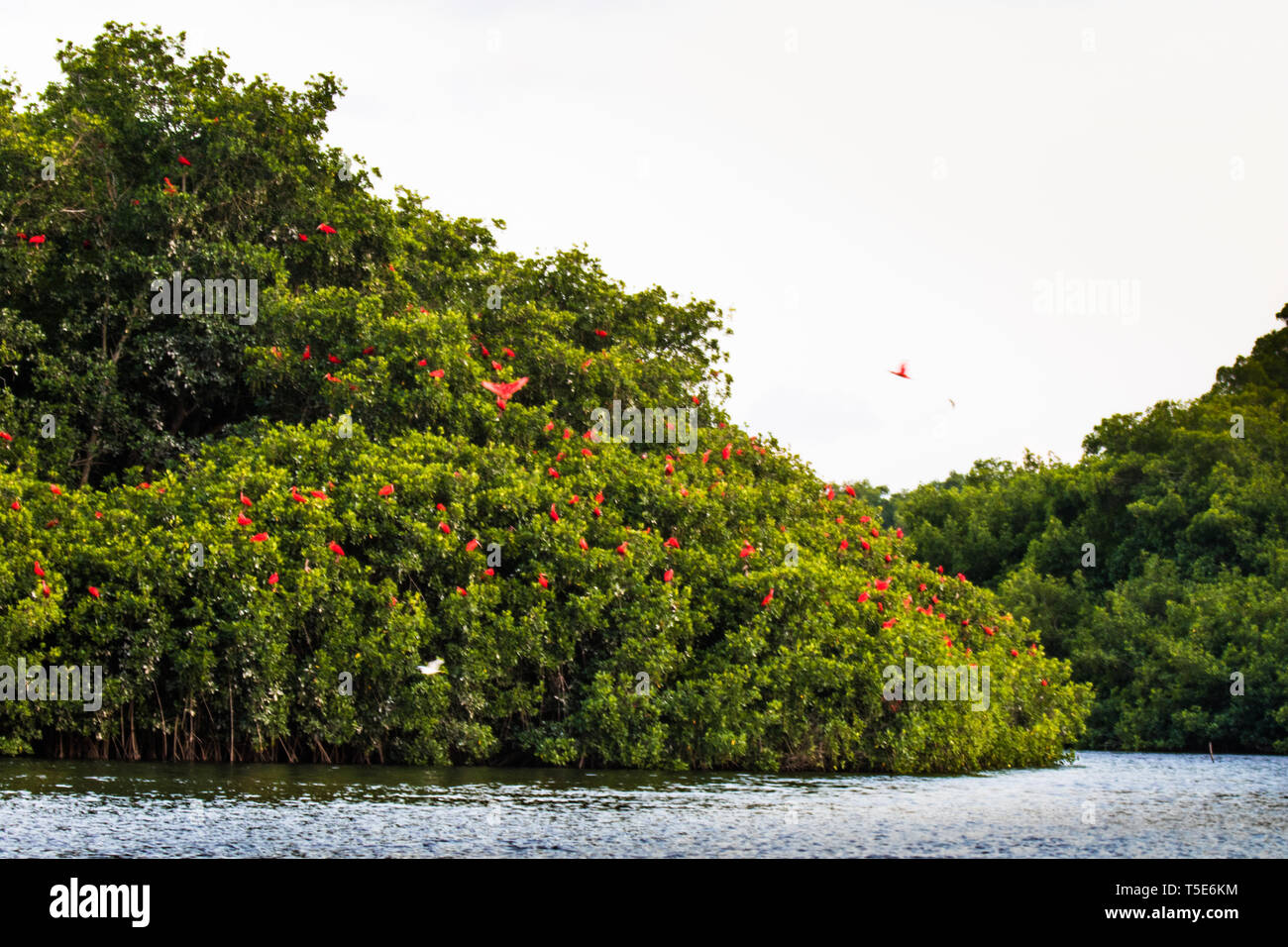 Caroni Bird Sanctuary