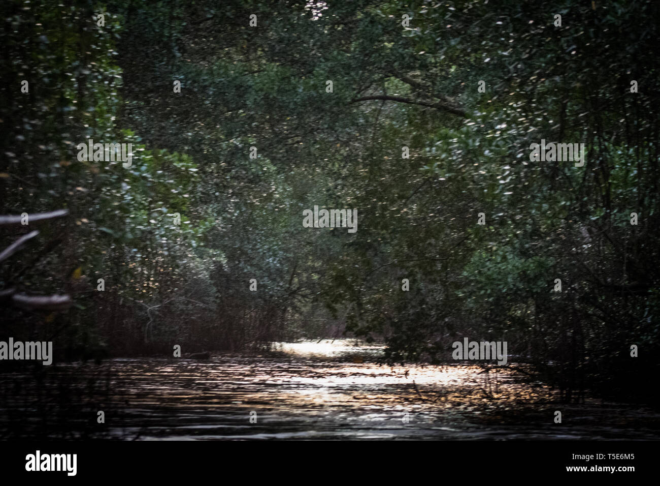 Trinidad And Tobago Bird Sanctuary Caroni swamp Stock Photo - Alamy