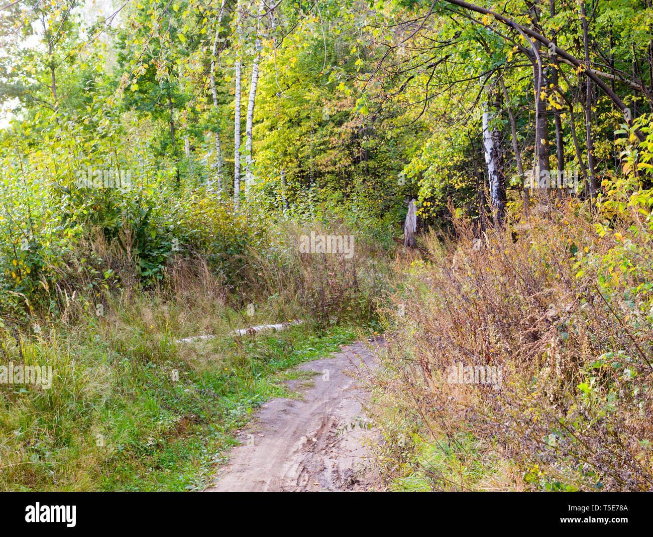 Walkway forest light hi-res stock photography and images - Alamy