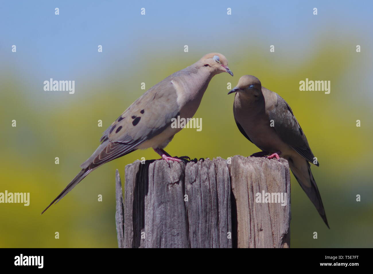 Morning Doves on a spring day Stock Photo - Alamy