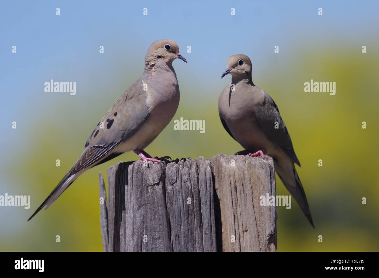Morning doves hi-res stock photography and images - Alamy